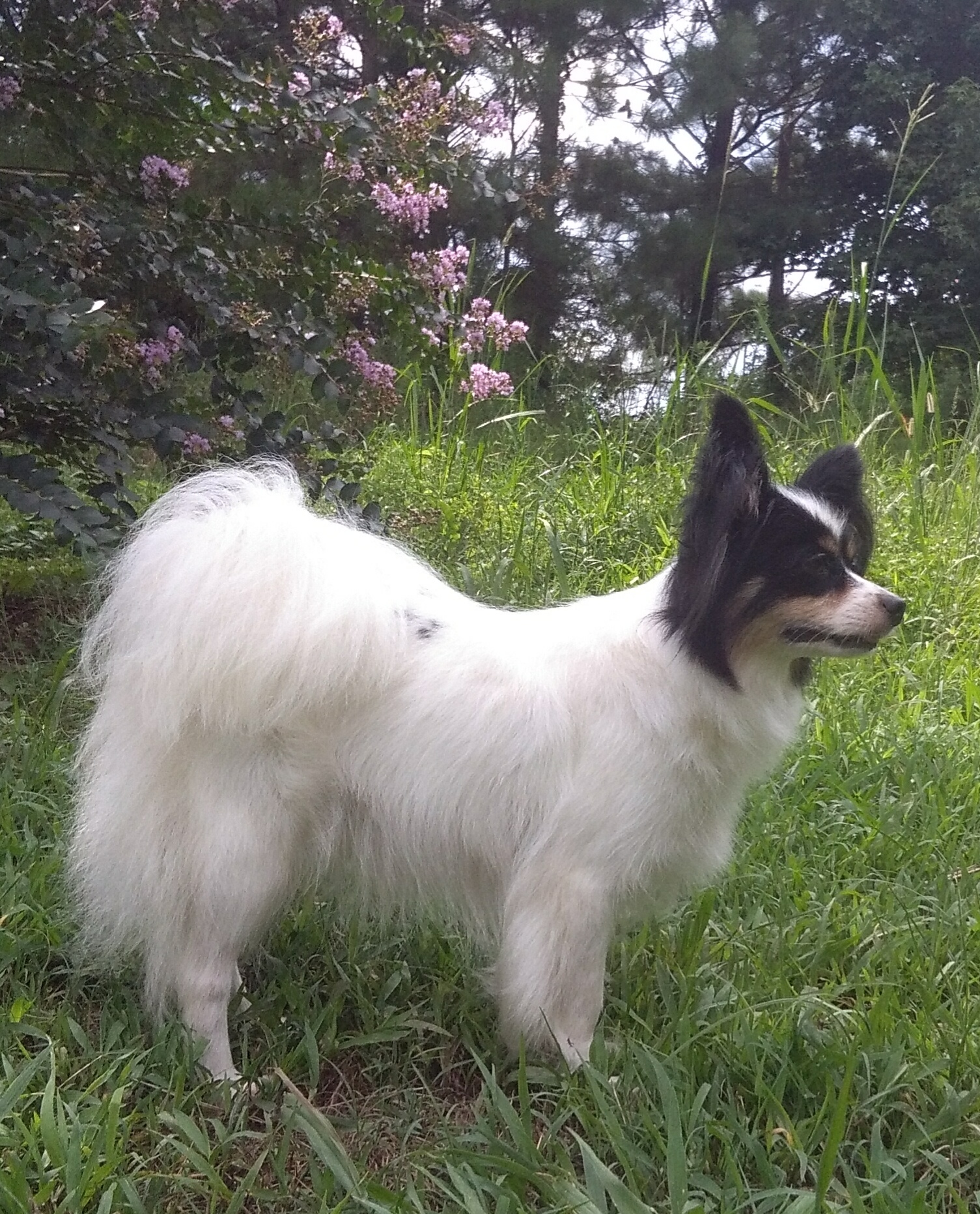 Our Papillons – Old Farm Bounty