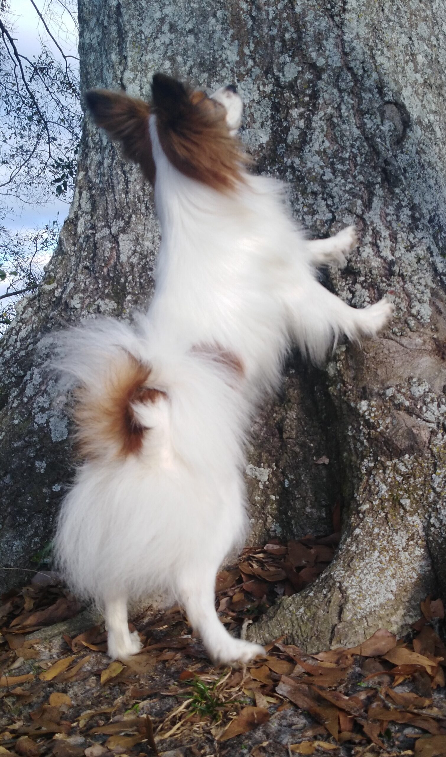 Our Papillons – Old Farm Bounty