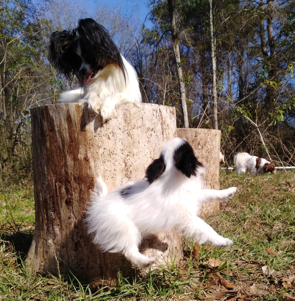 Our Papillons – Old Farm Bounty