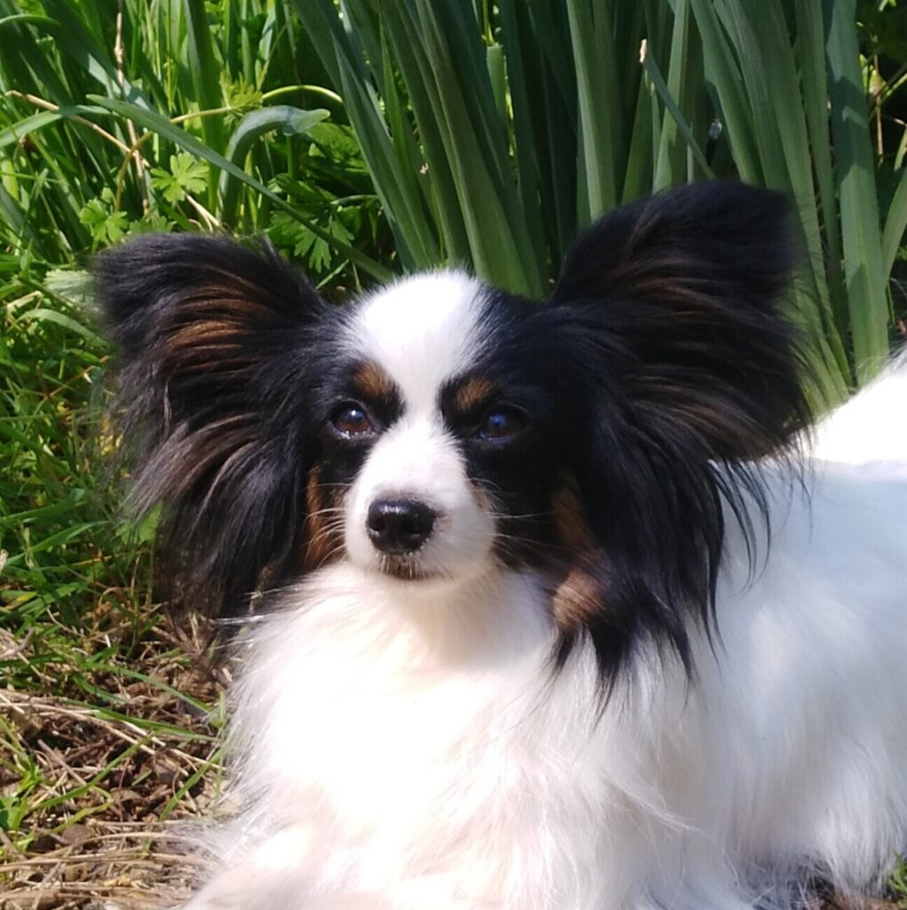 Our Papillons – Old Farm Bounty