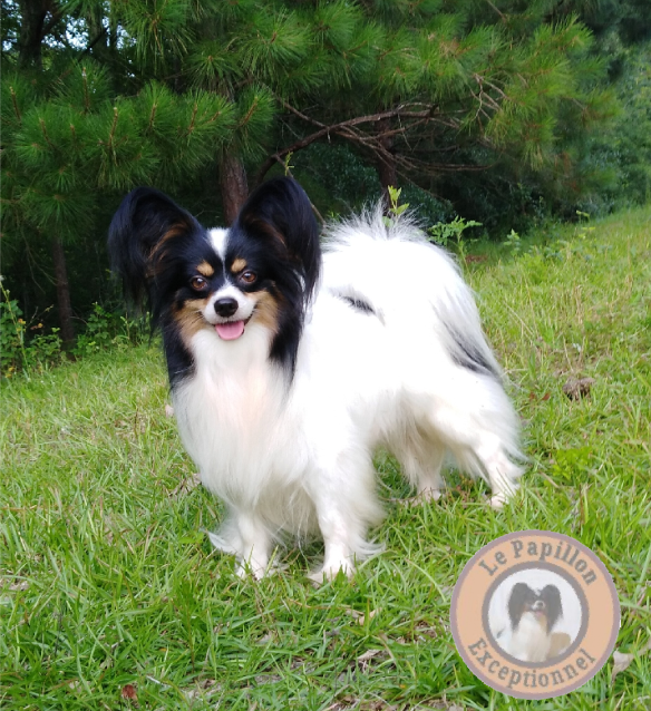 The Male Papillons – Old Farm Bounty