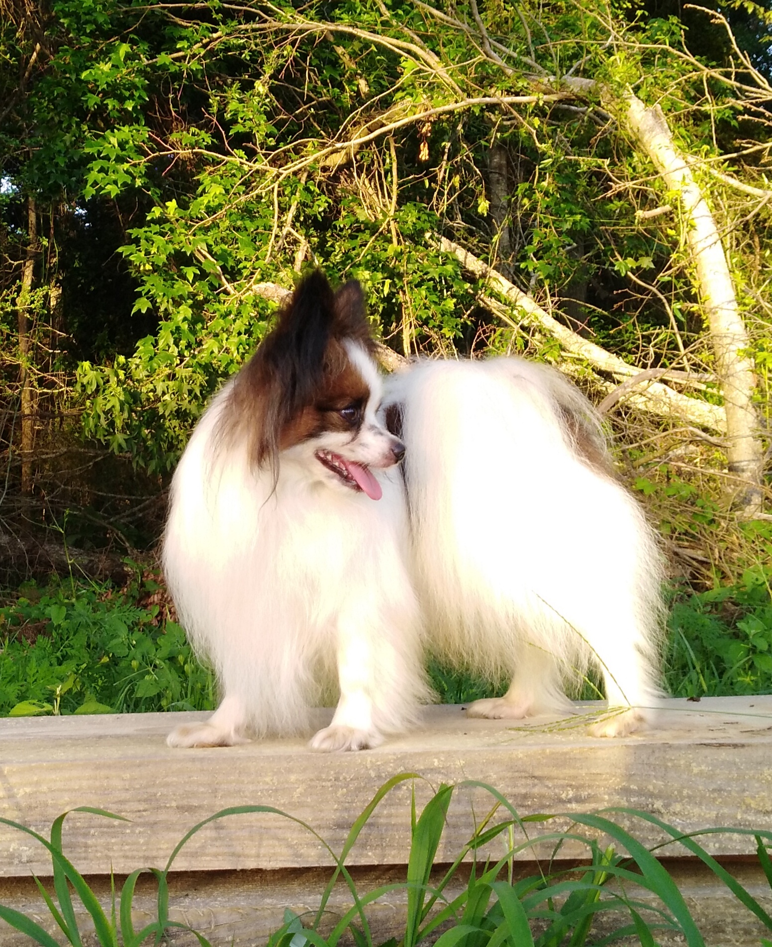 The Male Papillons – Old Farm Bounty