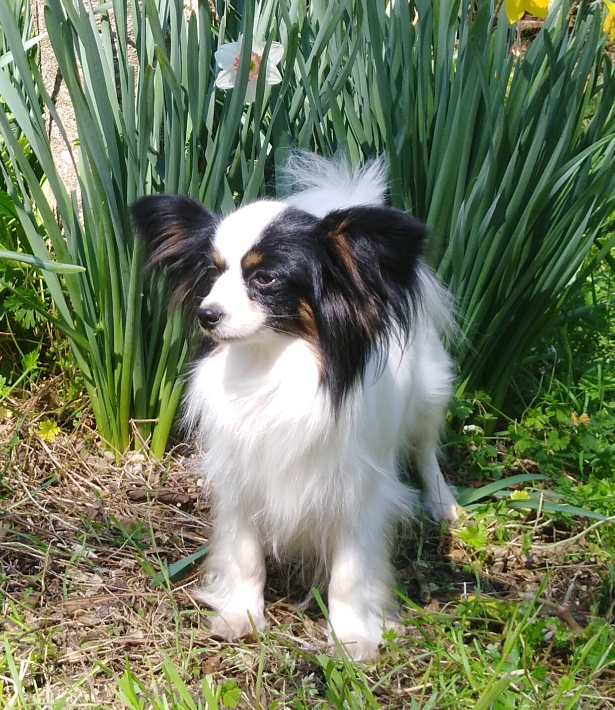 The Female Papillons – Old Farm Bounty