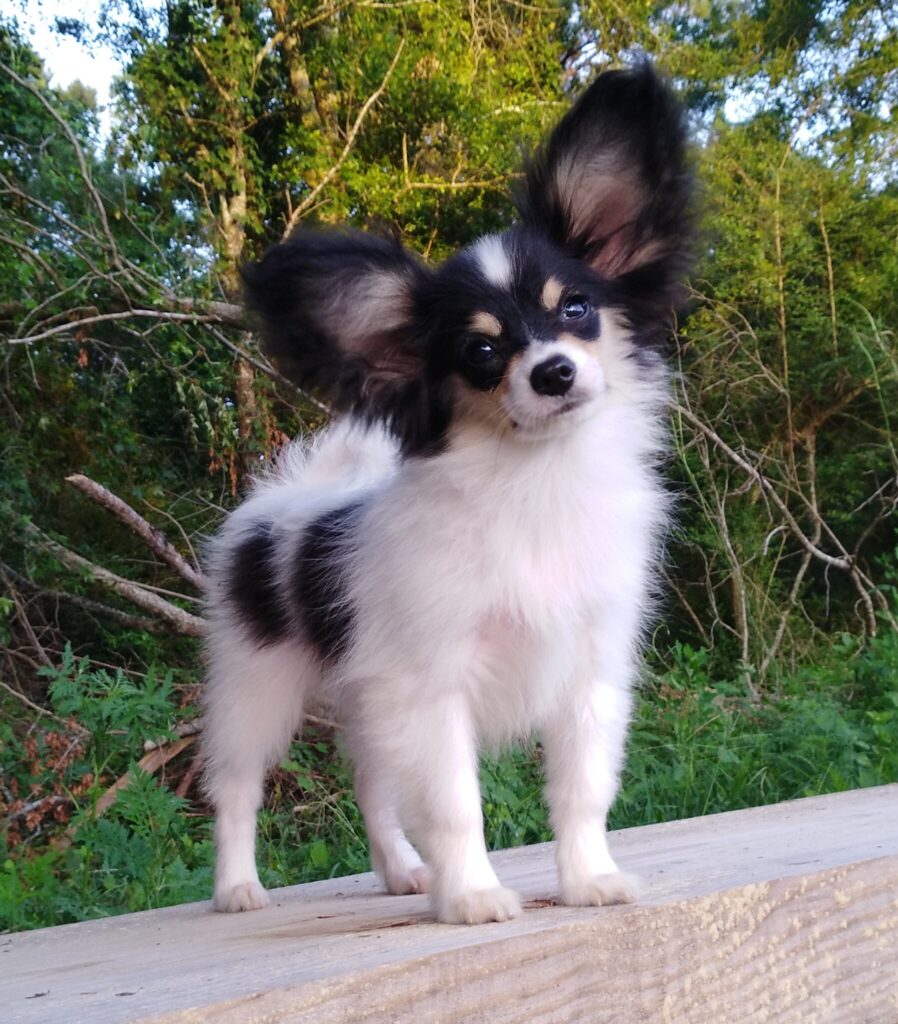 Our Previous Papillon Puppies – Old Farm Bounty