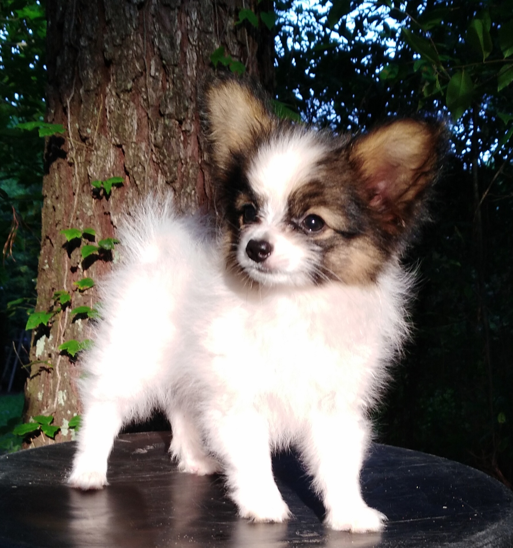 Our Previous Papillon Puppies – Old Farm Bounty